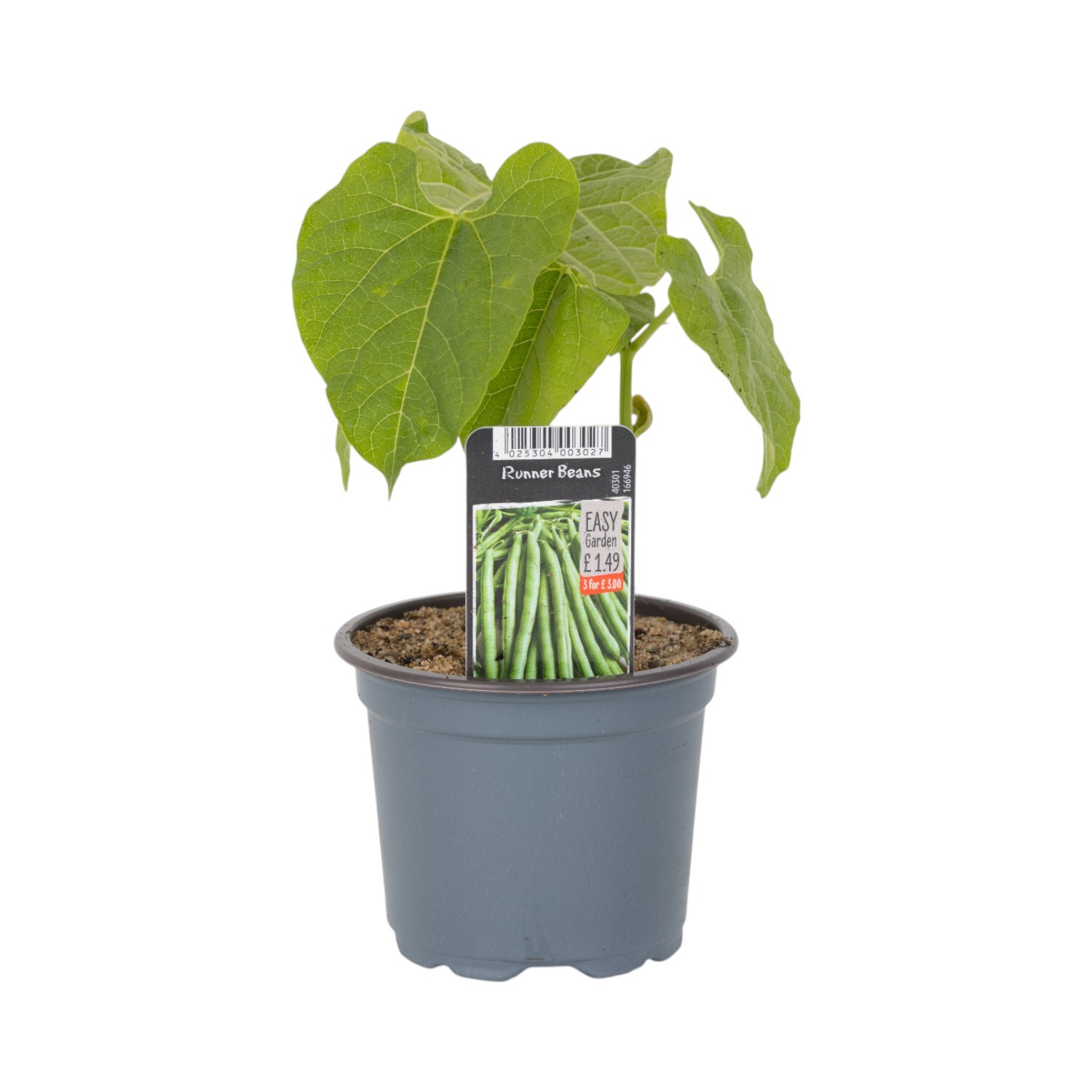 Runner Beans Plant | Wilko