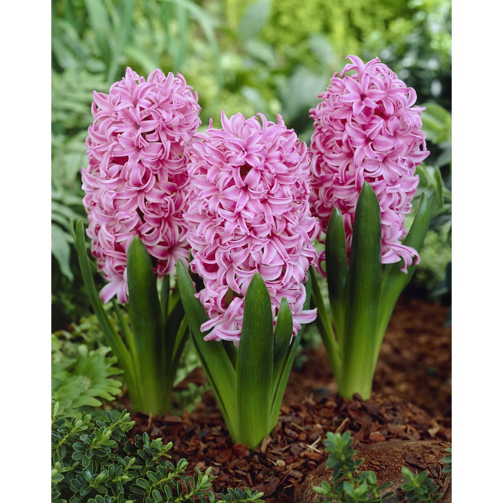 Wilko Autumn Bulbs Hyacinth Pink Pearl 3pk | Wilko