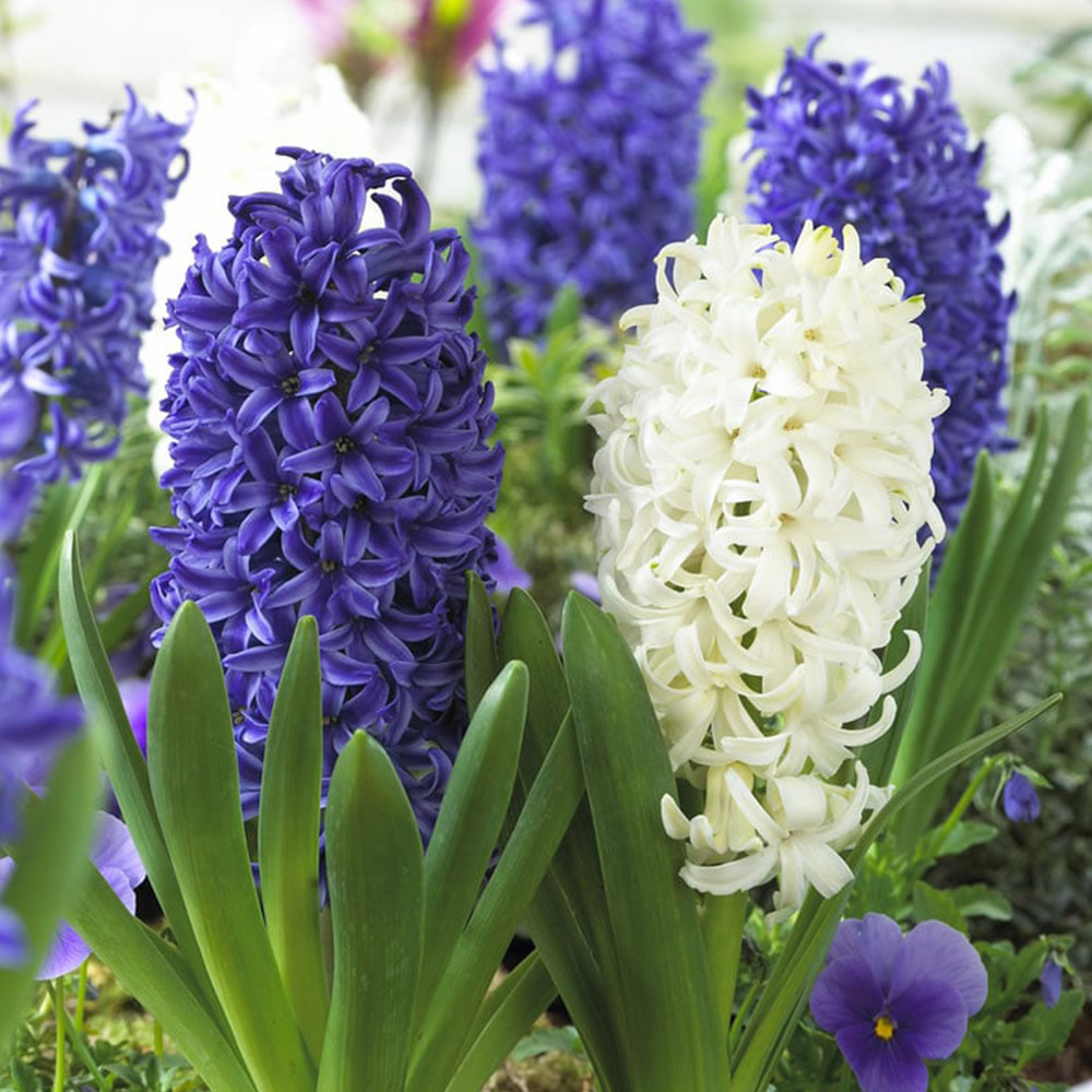 Wilko Autumn Bulbs Hyacinth Spring Storm 6pk | Wilko