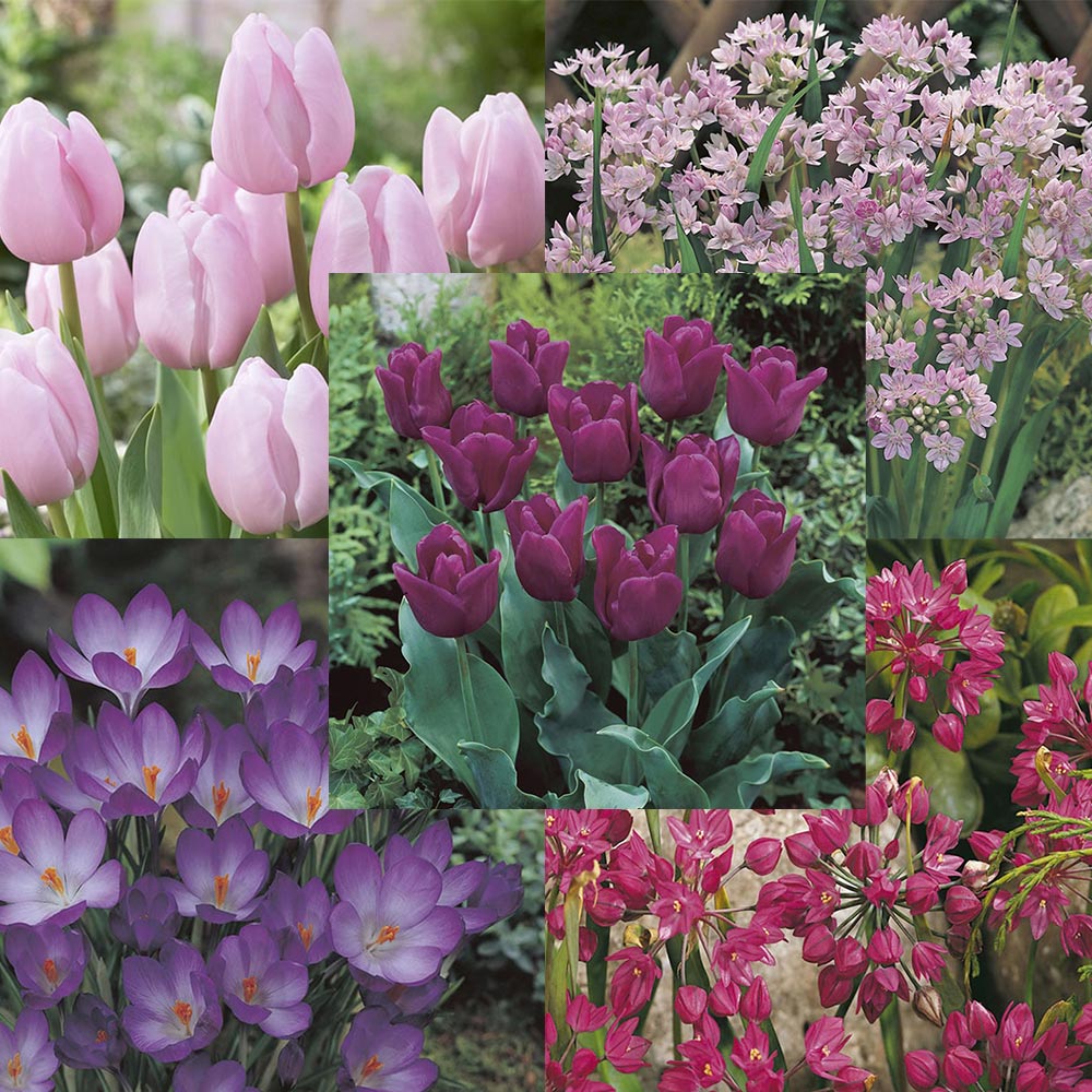 Wilko Autumn Bulbs Colour Pinks/Purples 100pk | Wilko