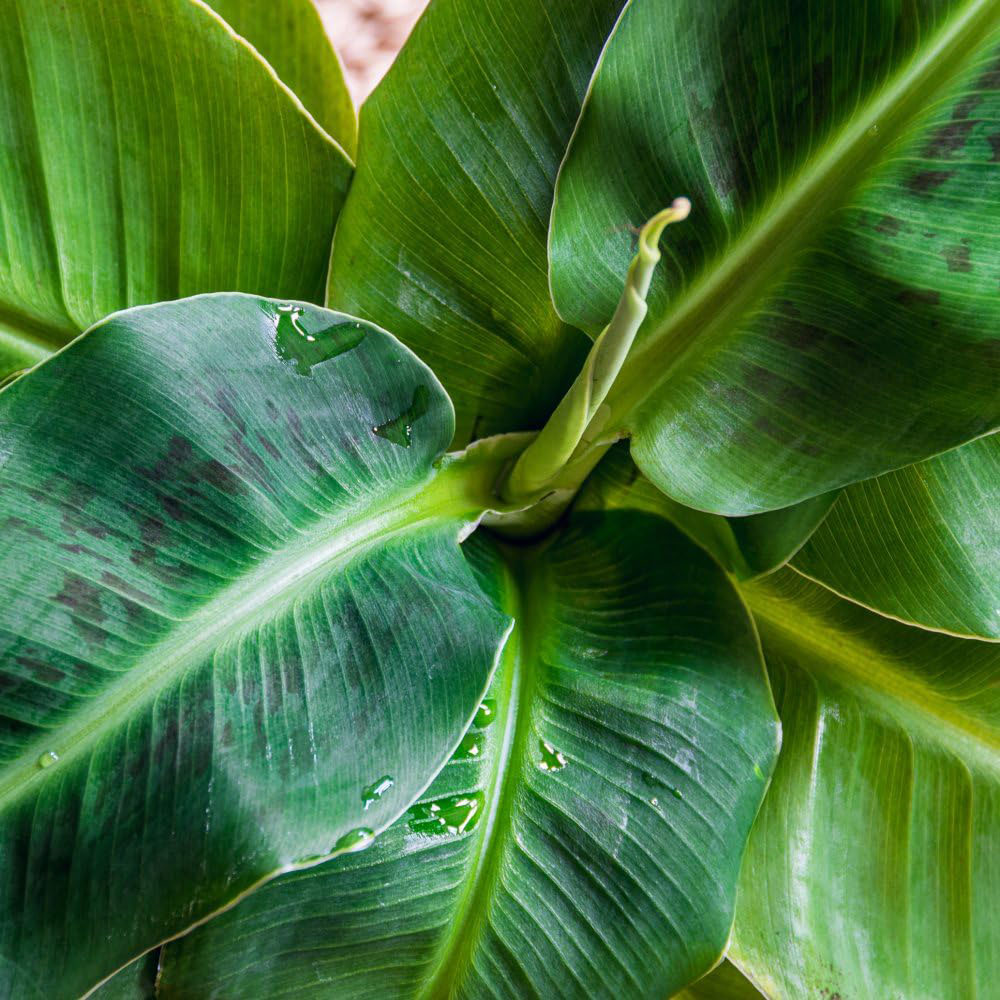 Thompson and Morgan Musa Acuminata Dwarf Cavendish Plant Pot 13cm | Wilko