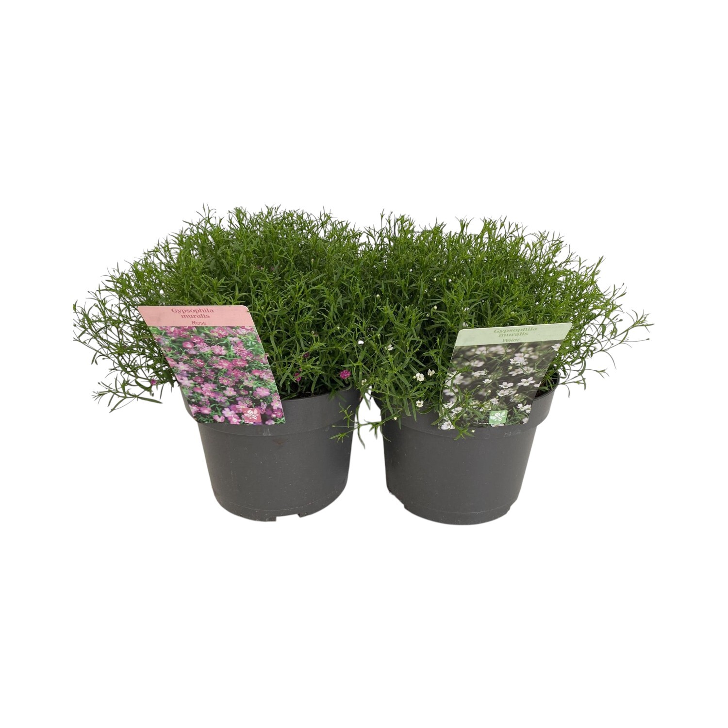 Gypsophila Muralis Mix Perennial Plant | Wilko