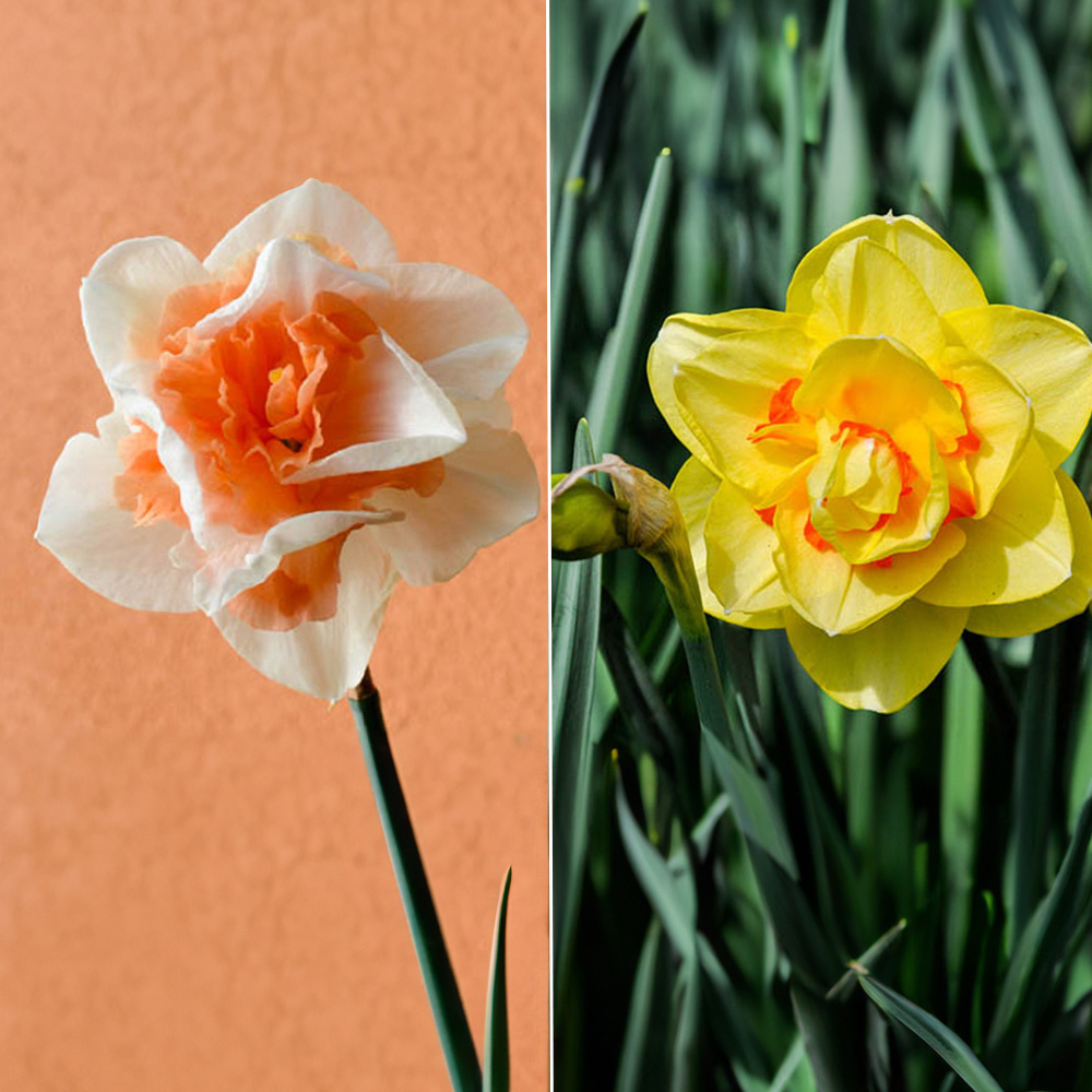 wilko Daffodil Doubles Collection White and Yellow Planting Bulb 38 Pack | Wilko