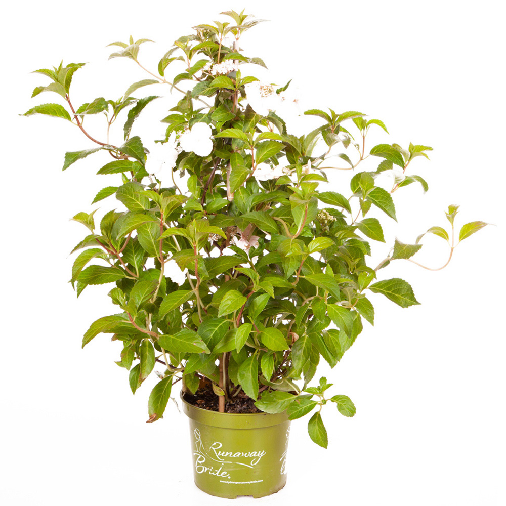 wilko Hydrangea Runaway Bride Plant In Pot 14cm | Wilko