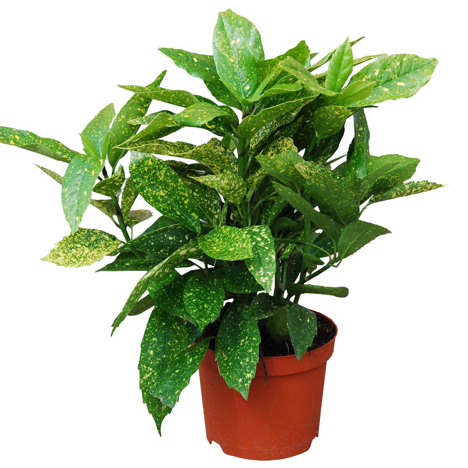 Aucuba Japonica - Green / 19cm Pot | Wilko