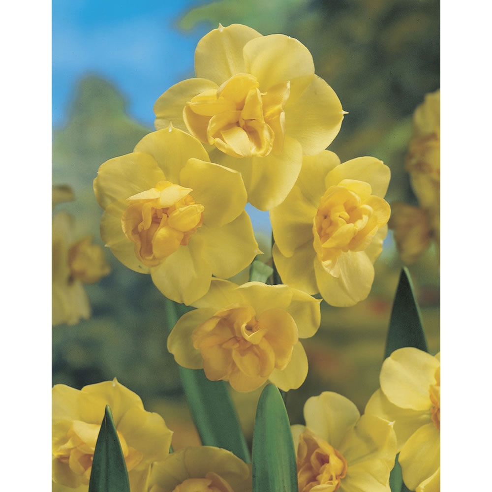 Wilko Autumn Bulbs Daffodil Cheerfulness 10pk | Wilko