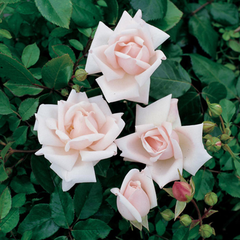 YouGarden Climbing Rose New Dawn Bare Root 2 Pack | Wilko