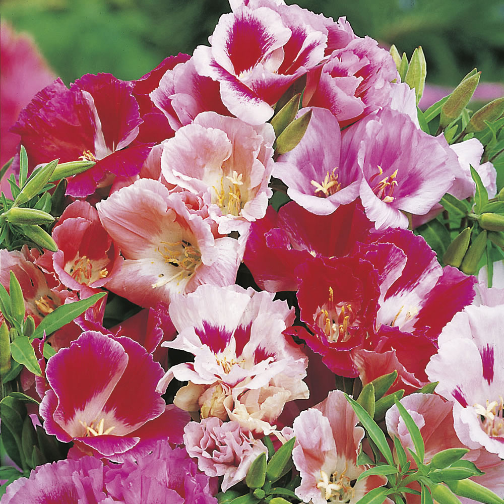 Johnsons Godetia Azalea Mix Flower Seeds | Wilko
