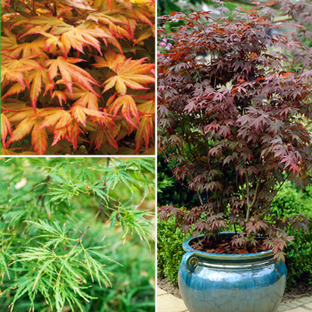 YouGarden Japanese Maple Collection Plant Pot 10.5cm 3 Pack | Wilko