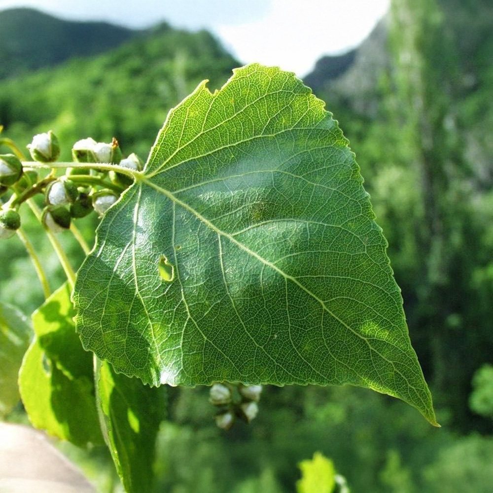Inspirational Gifting Poplar Bare Root Hedge Plant Sapling 4-5ft 20 ...