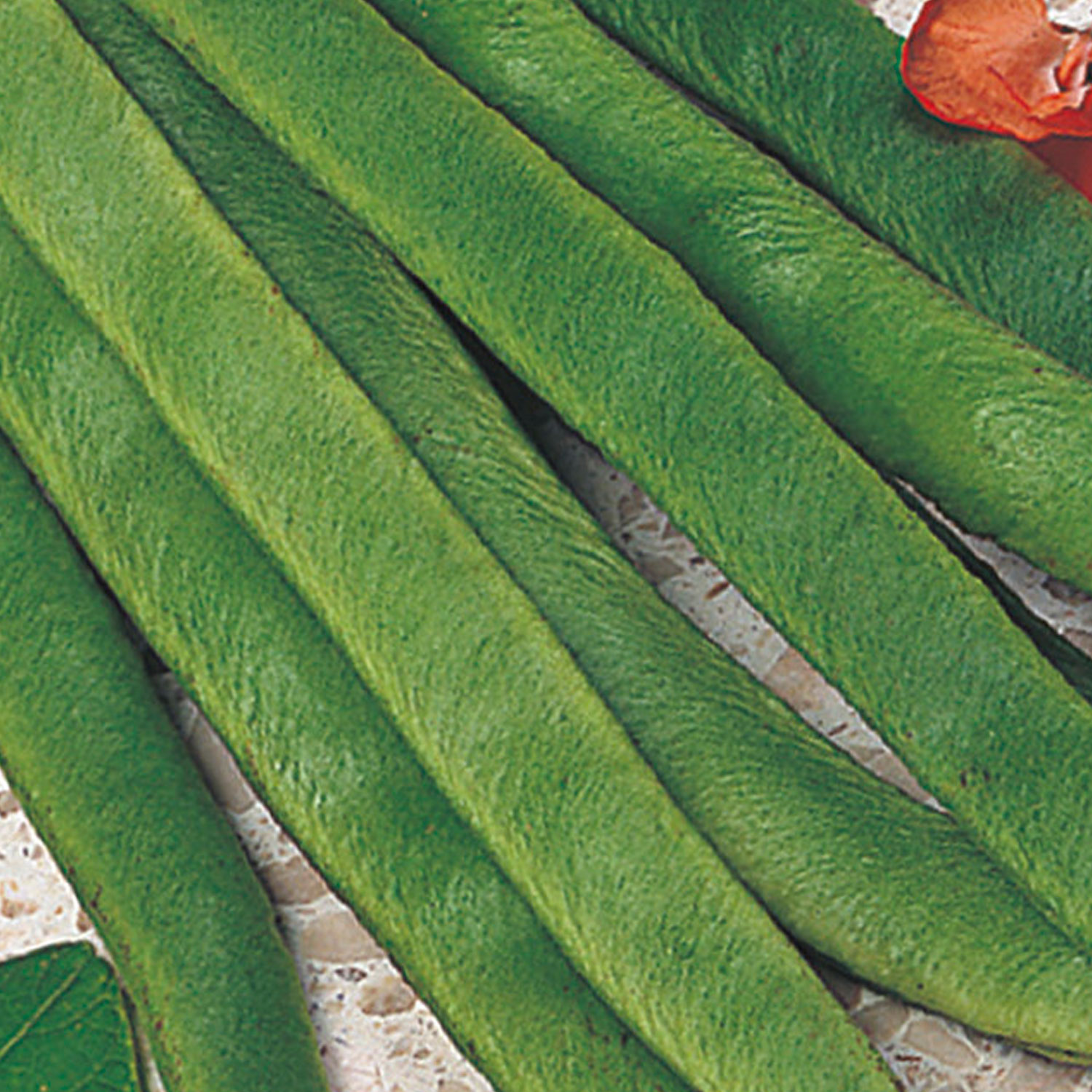 Johnsons Armstrong Stringless Runner Bean Seeds | Wilko